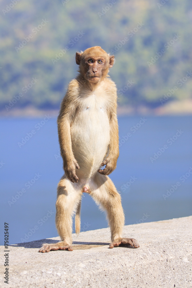 full body of young male natural wild Rhesus macaque monkey stand Stock ...