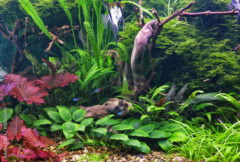 Aquarium Stock Photo | Adobe Stock