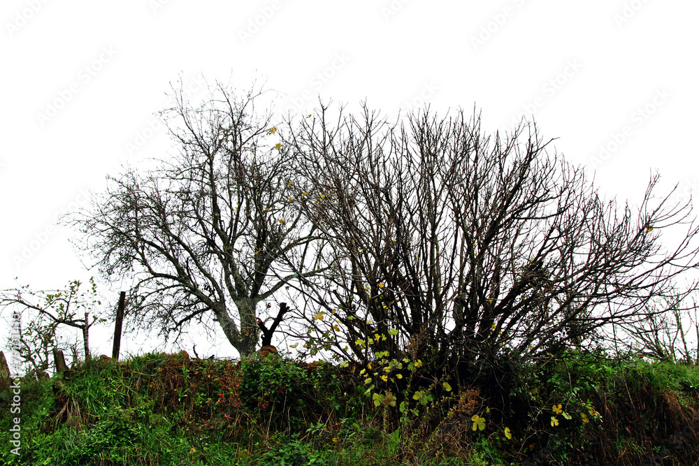 Árboles otoñales sin hojas Stock Photo | Adobe Stock
