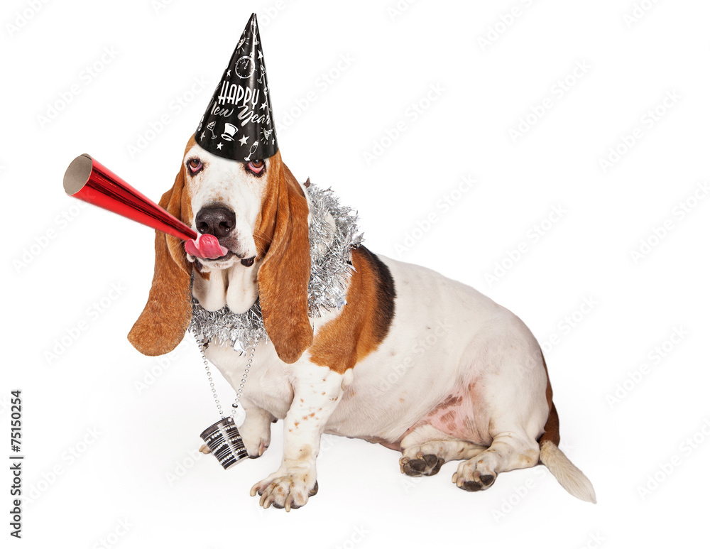New Years Party Dog