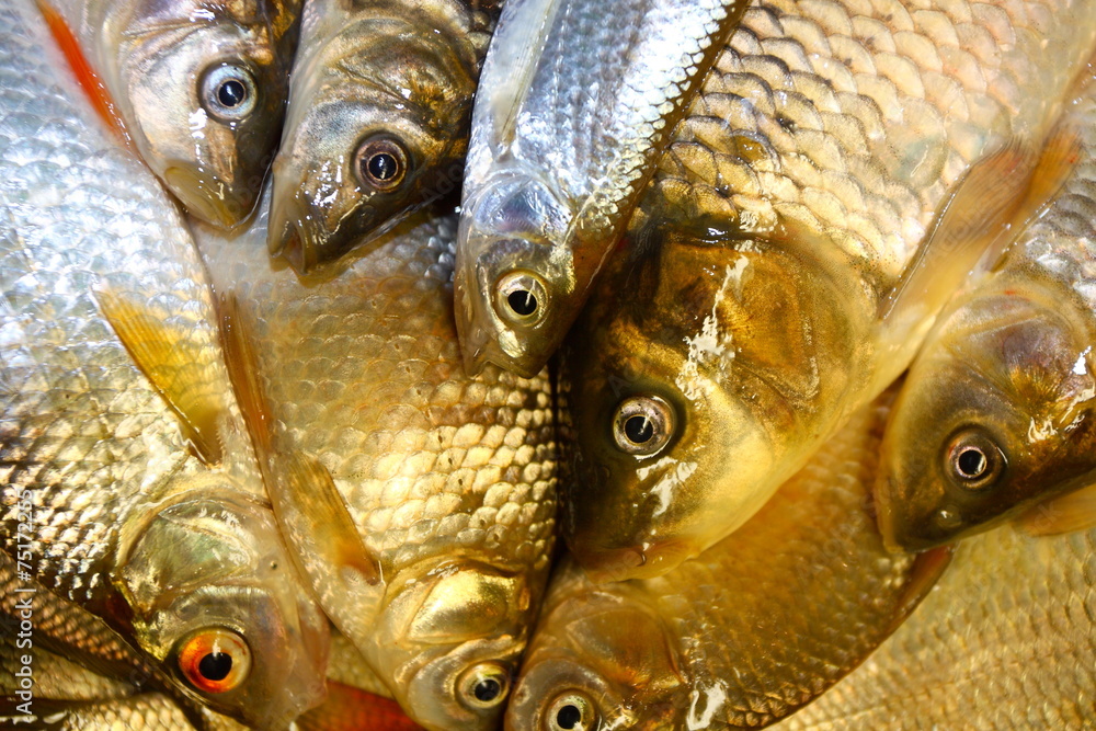 Freshly caught river fishes of various killifish species Stock Photo ...