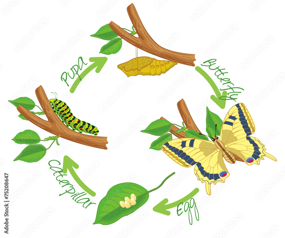 The metamorphosis of the butterfly Stock Vector | Adobe Stock