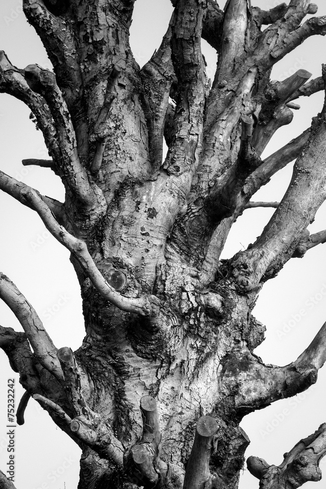Unleave cutted tree. Black and white image Stock Photo | Adobe Stock
