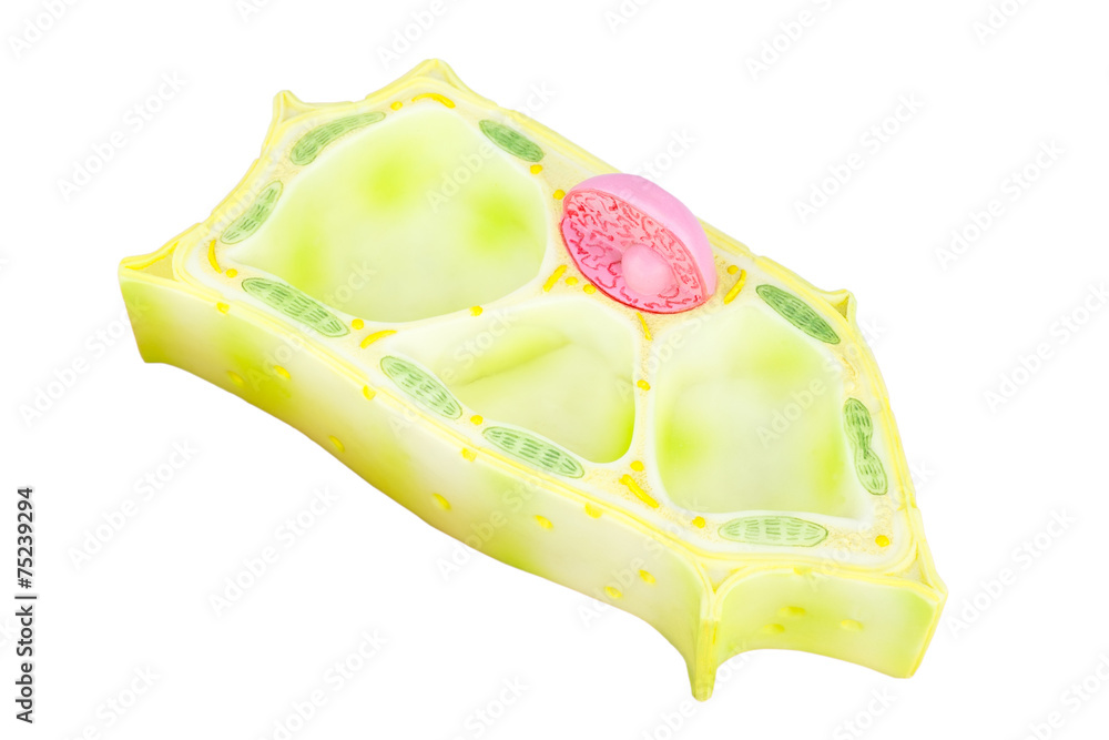 Cross section of plant cell isolated on white background Stock ...