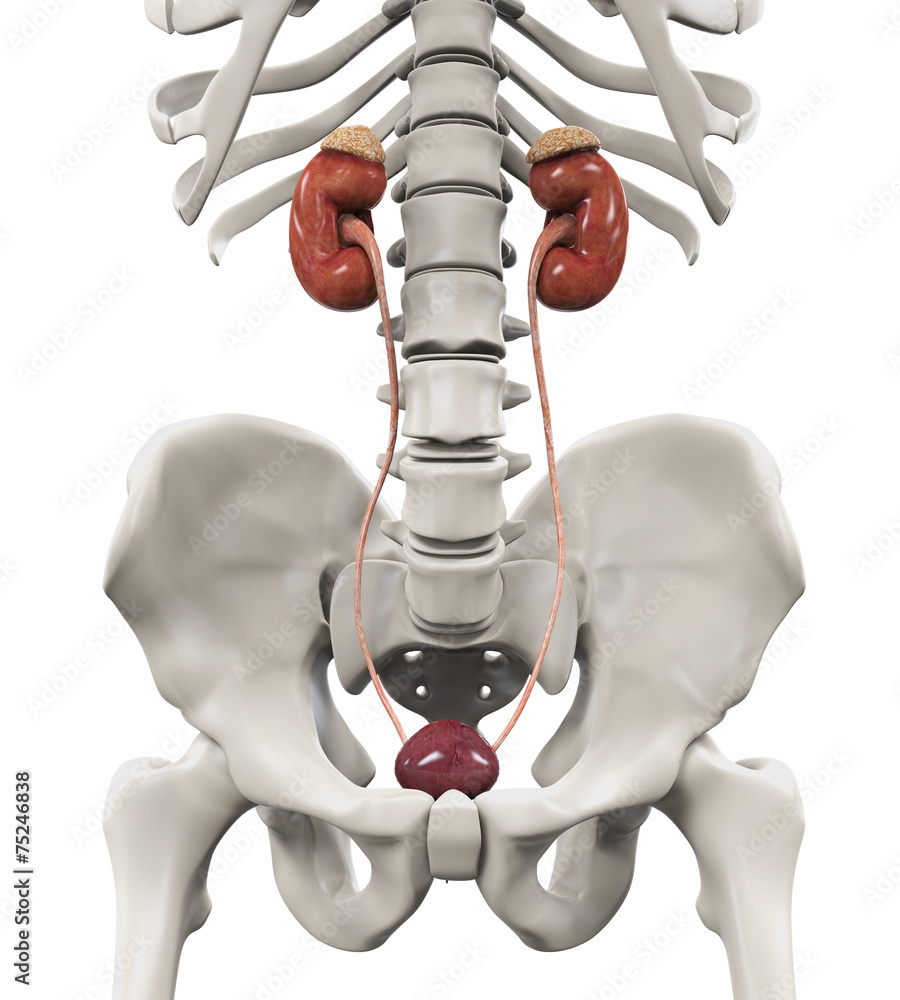 Human Female Kidney Anatomy ilustración de Stock | Adobe Stock
