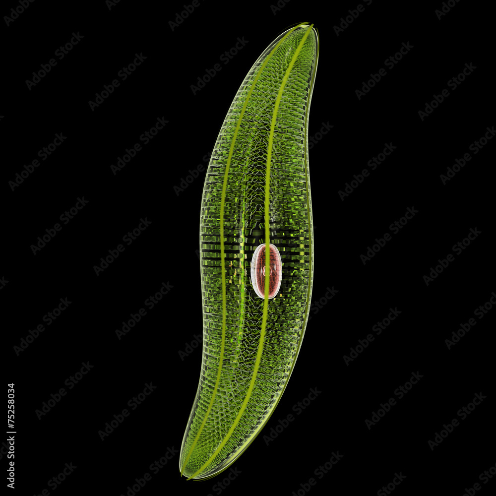 Monocystis Stock Illustration | Adobe Stock