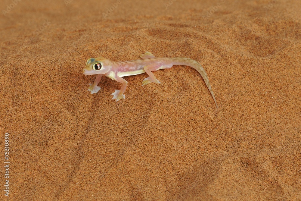 Palmatogecko (Pachydactylus rangei) Stock Photo | Adobe Stock