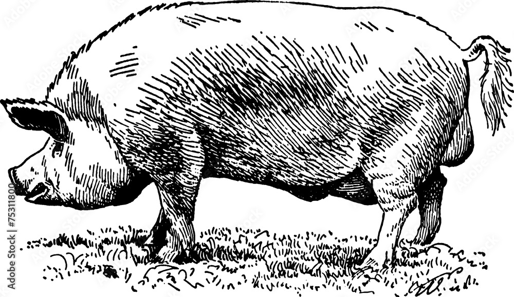 Vintage Illustration pig boar Stock Illustration | Adobe Stock