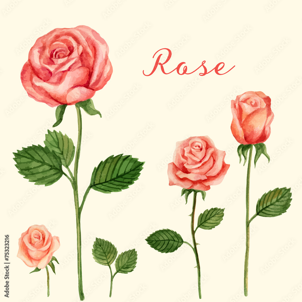 Vector Rose watercolor Stock Vector | Adobe Stock