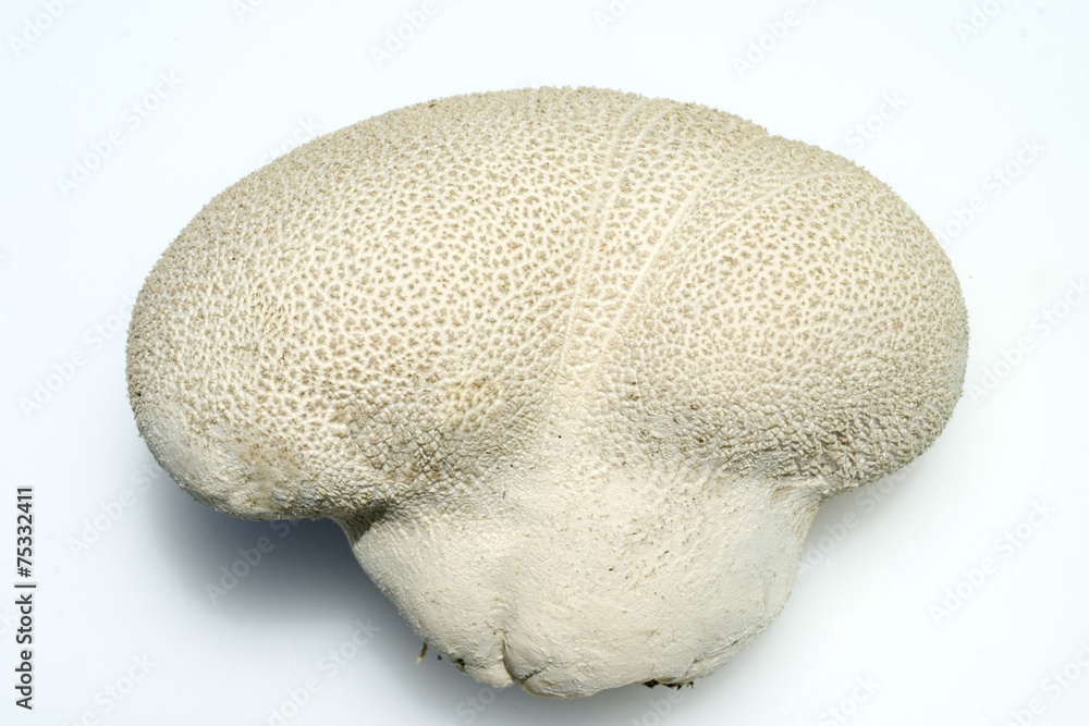 Hasenbovist; Hasenstaeubling; Bovist; Boviste; Calvatia utriform Stock ...