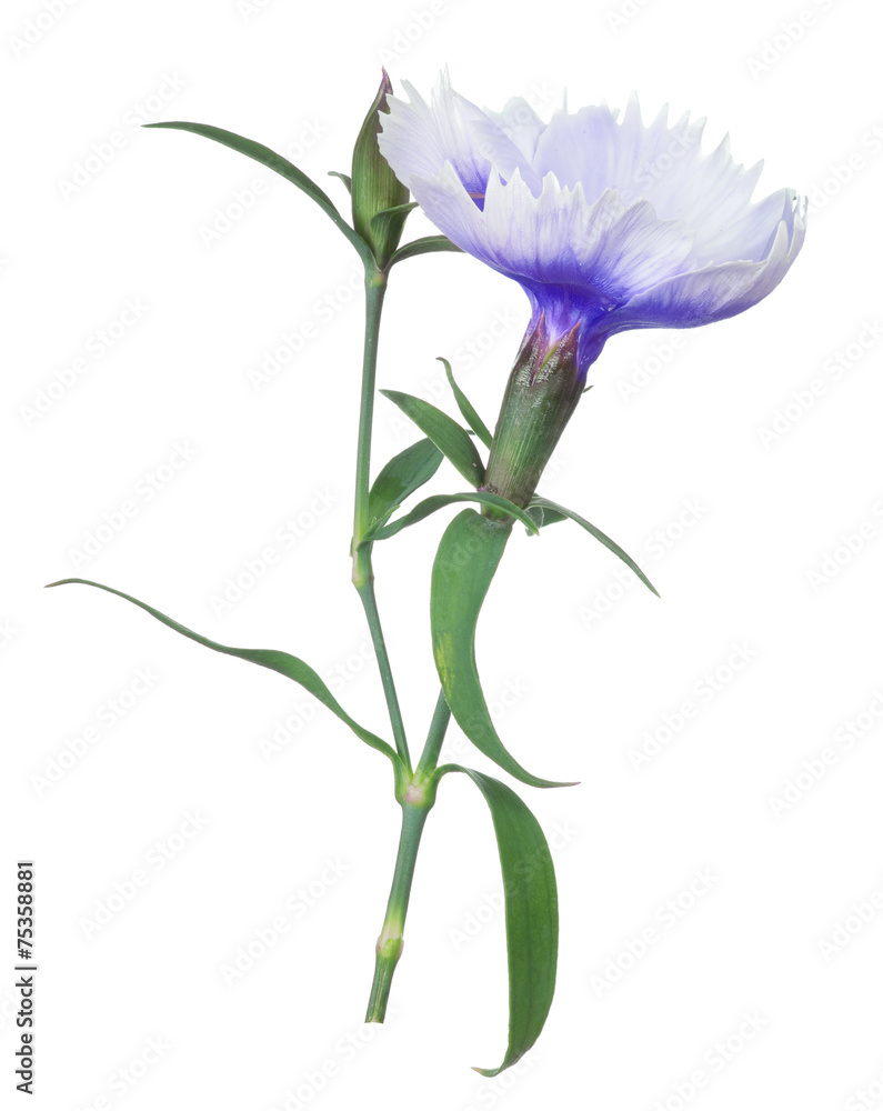 two blue colors carnation on white Stock Photo | Adobe Stock