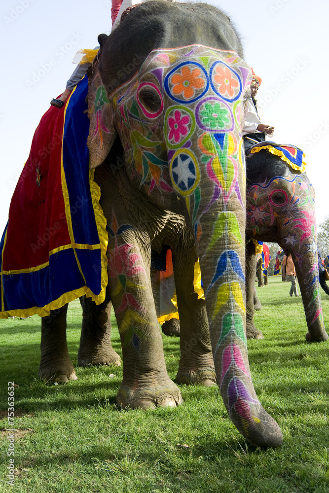 Painted Indian Elephants