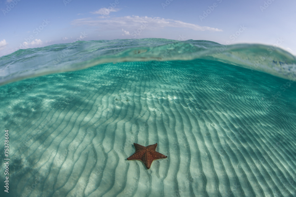 Starfish on Sand Stock Photo | Adobe Stock