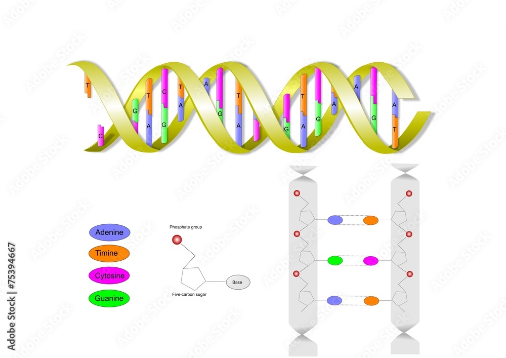 modello della doppia elica del DNA umano Stock Illustration | Adobe Stock
