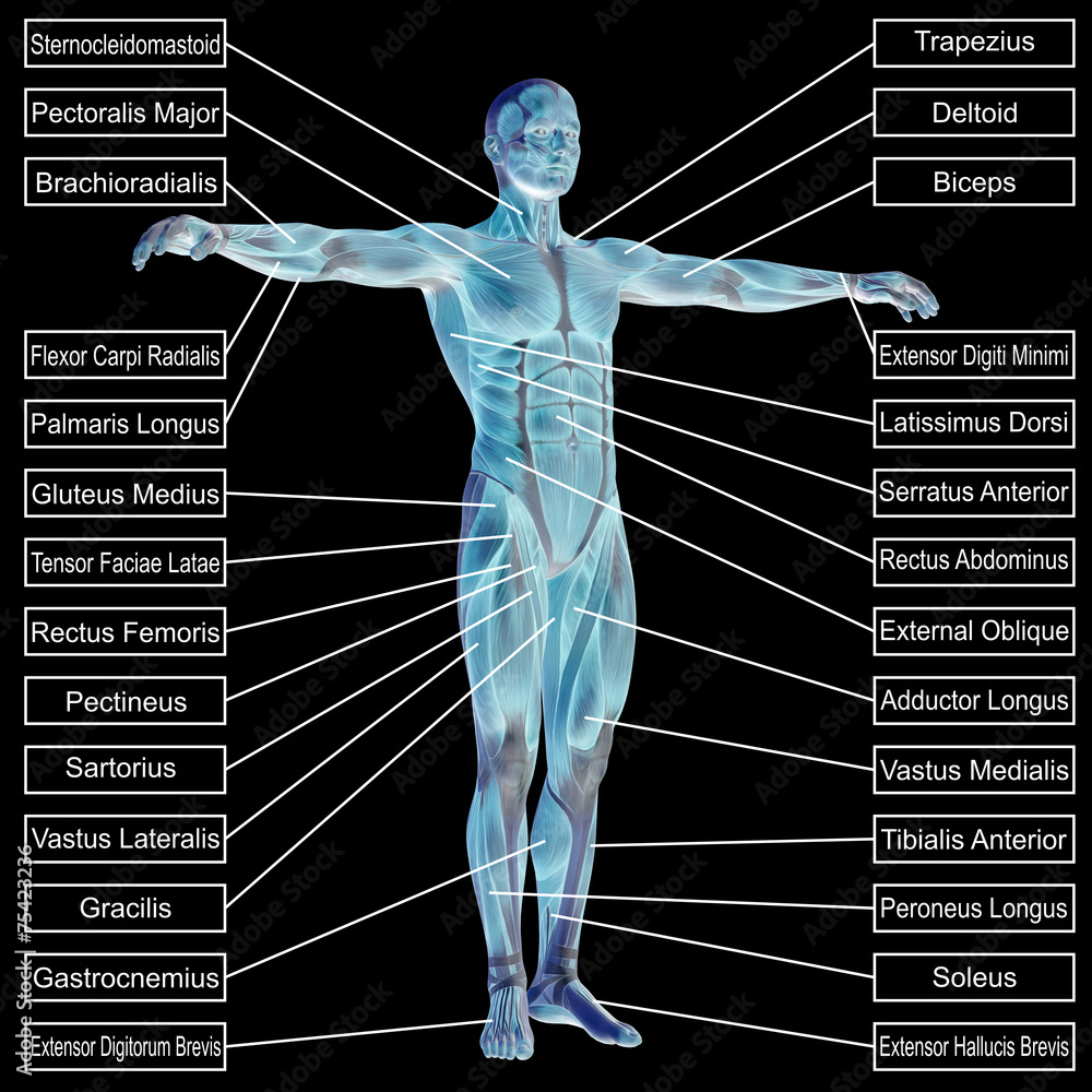 3D human male anatomy with muscles and text Stock Illustration | Adobe ...