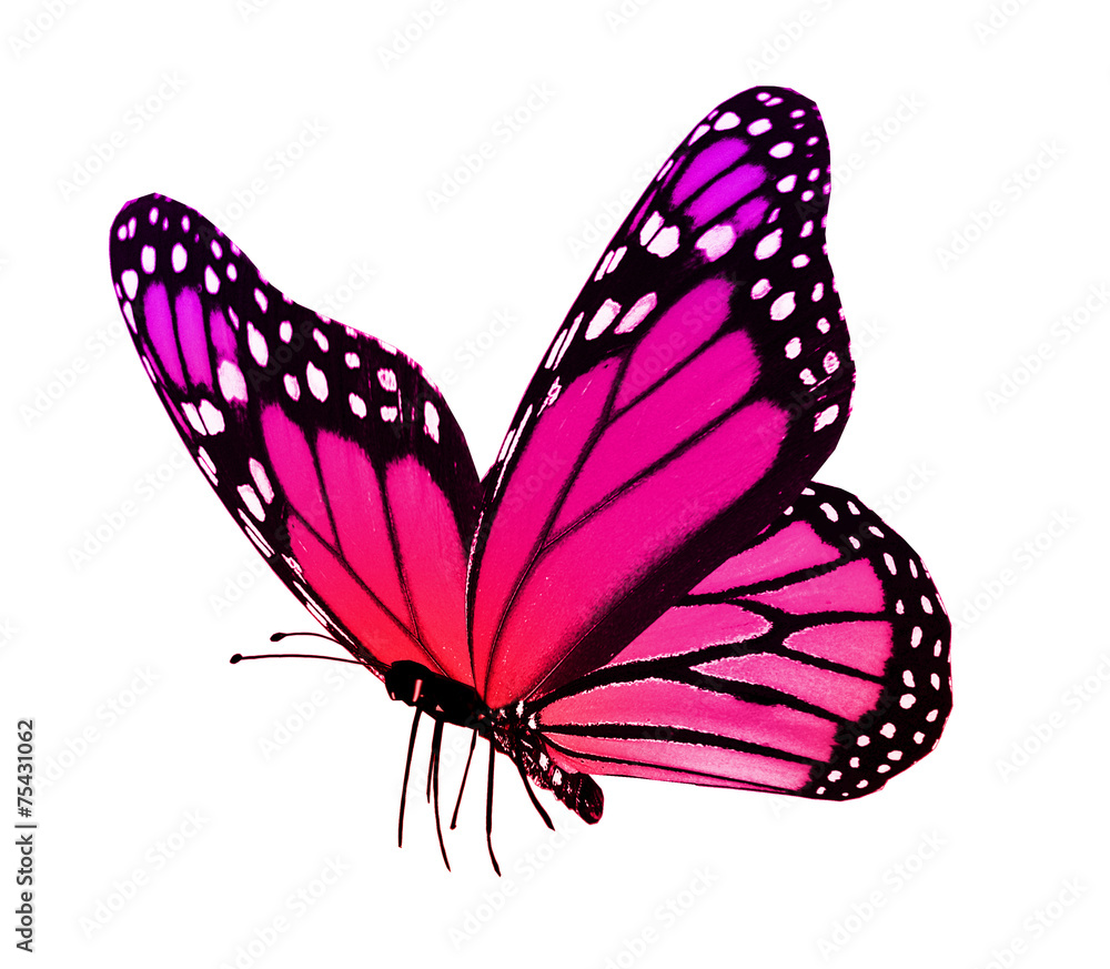 Red butterfly , isolated on white Stock Illustration | Adobe Stock