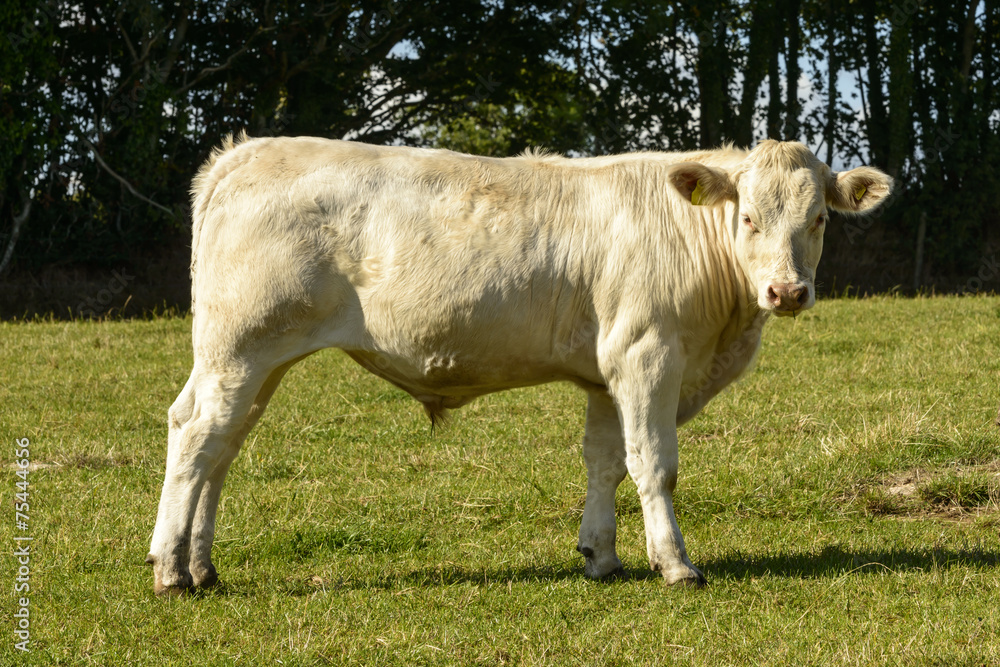 white bullock pasturing in Devon countryside near North Bovey Stock ...