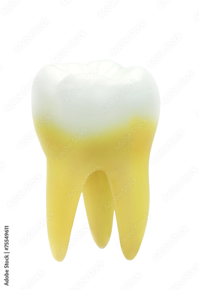 Tooth model isolated on white background. Stock Photo | Adobe Stock