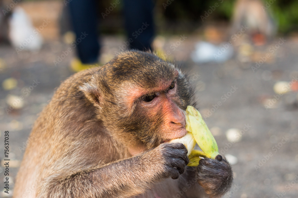 monkey Stock Photo | Adobe Stock