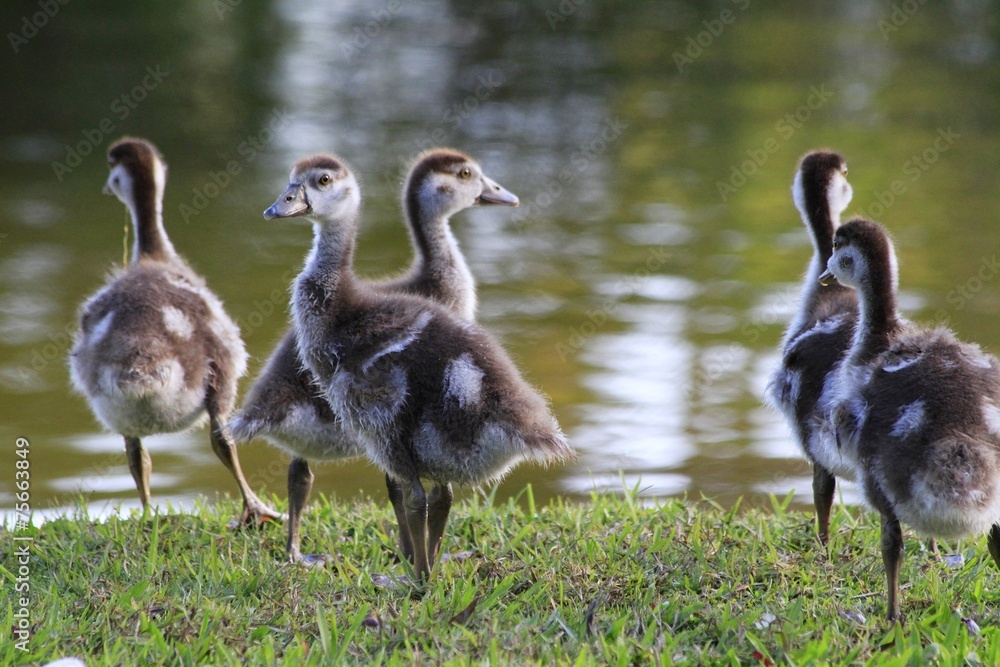 Egyptian baby Geese - Fairchild Gardens Stock Photo | Adobe Stock