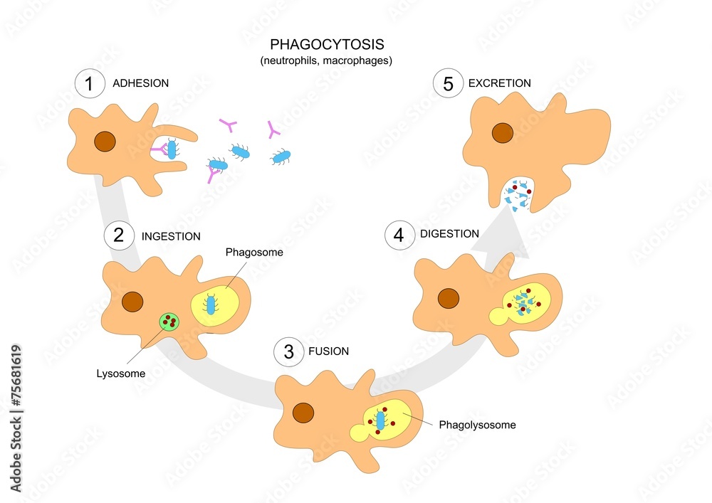 Illustrazione Stock meccanismo di fagocitosi, neutrofili e macrofagi ...