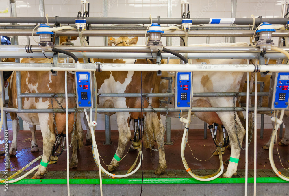 Cow milking facility in a modern farm Stock Photo | Adobe Stock