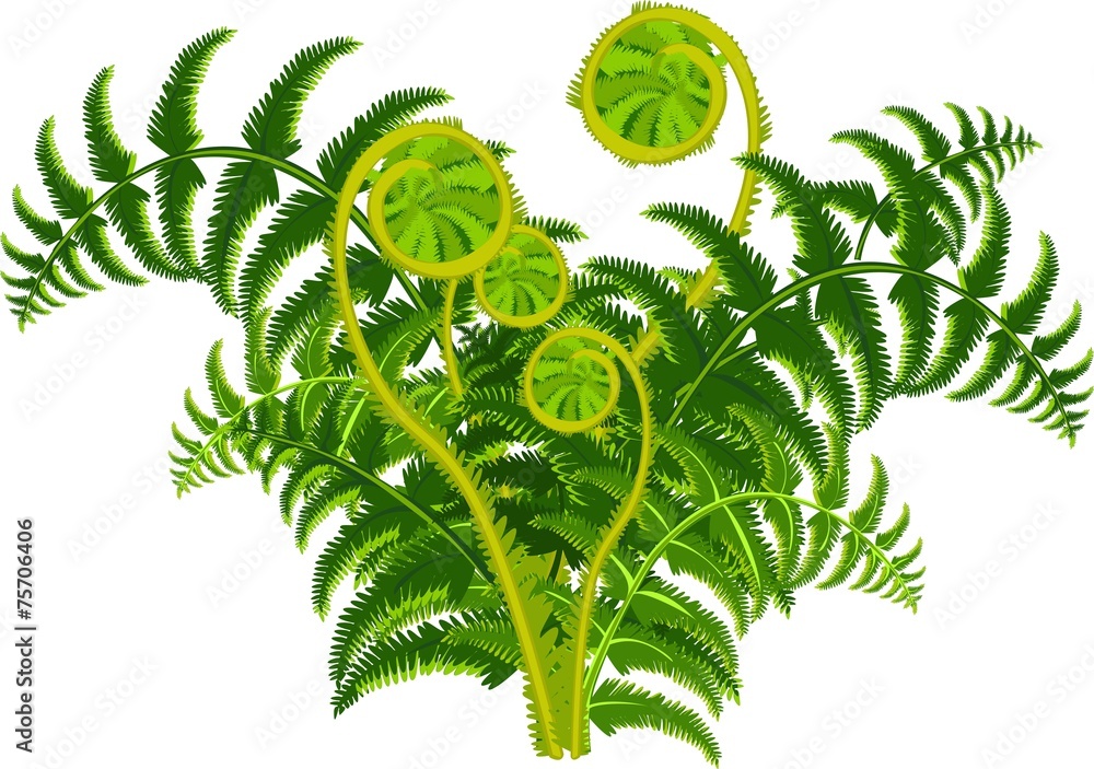 Green fern Stock Vector | Adobe Stock