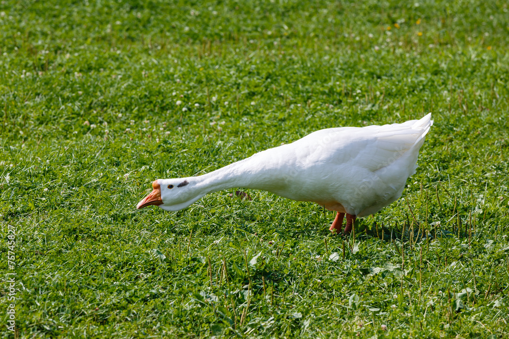 Angry goose Stock Photo | Adobe Stock