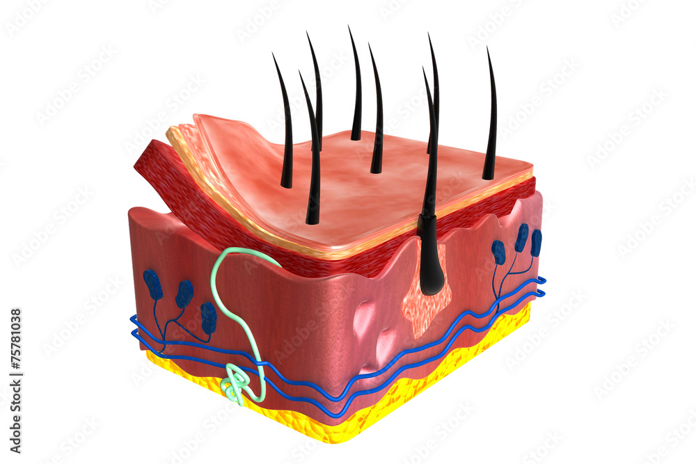 human skin anatomy cross section with layers Stock Illustration | Adobe ...