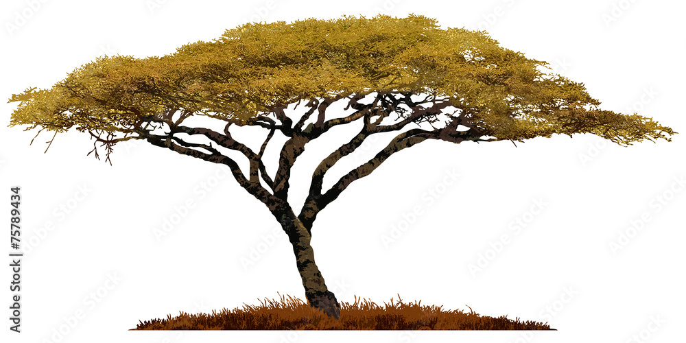 African Acacia tree isolated on white background. Stock Illustration ...