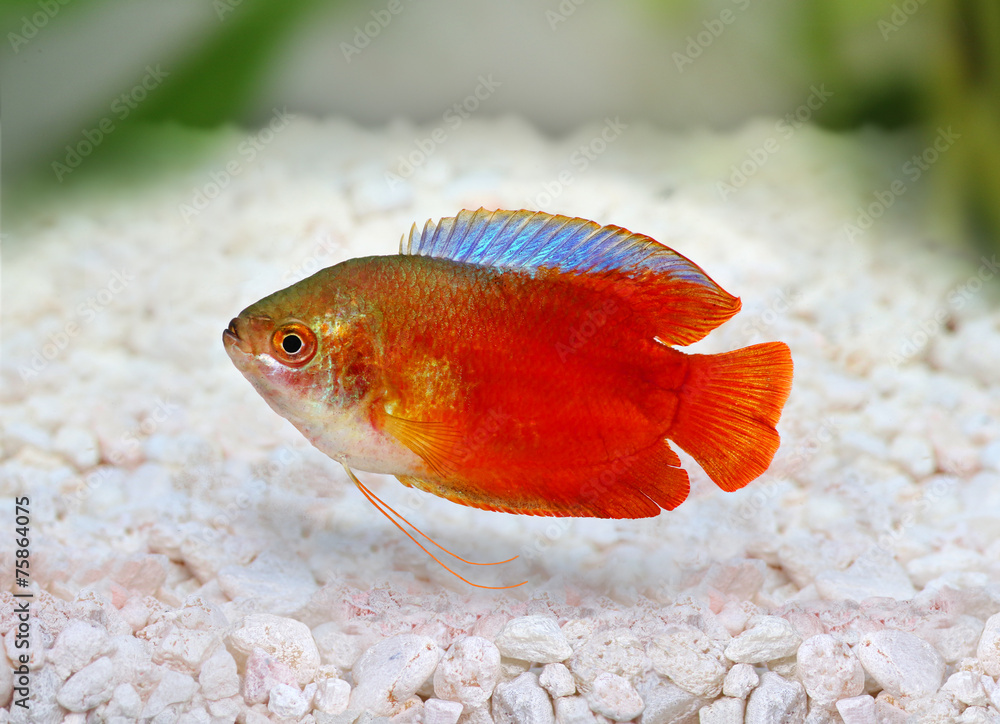 Red Flame gourami Trichogaster lalius freshwater aquarium fish Stock ...
