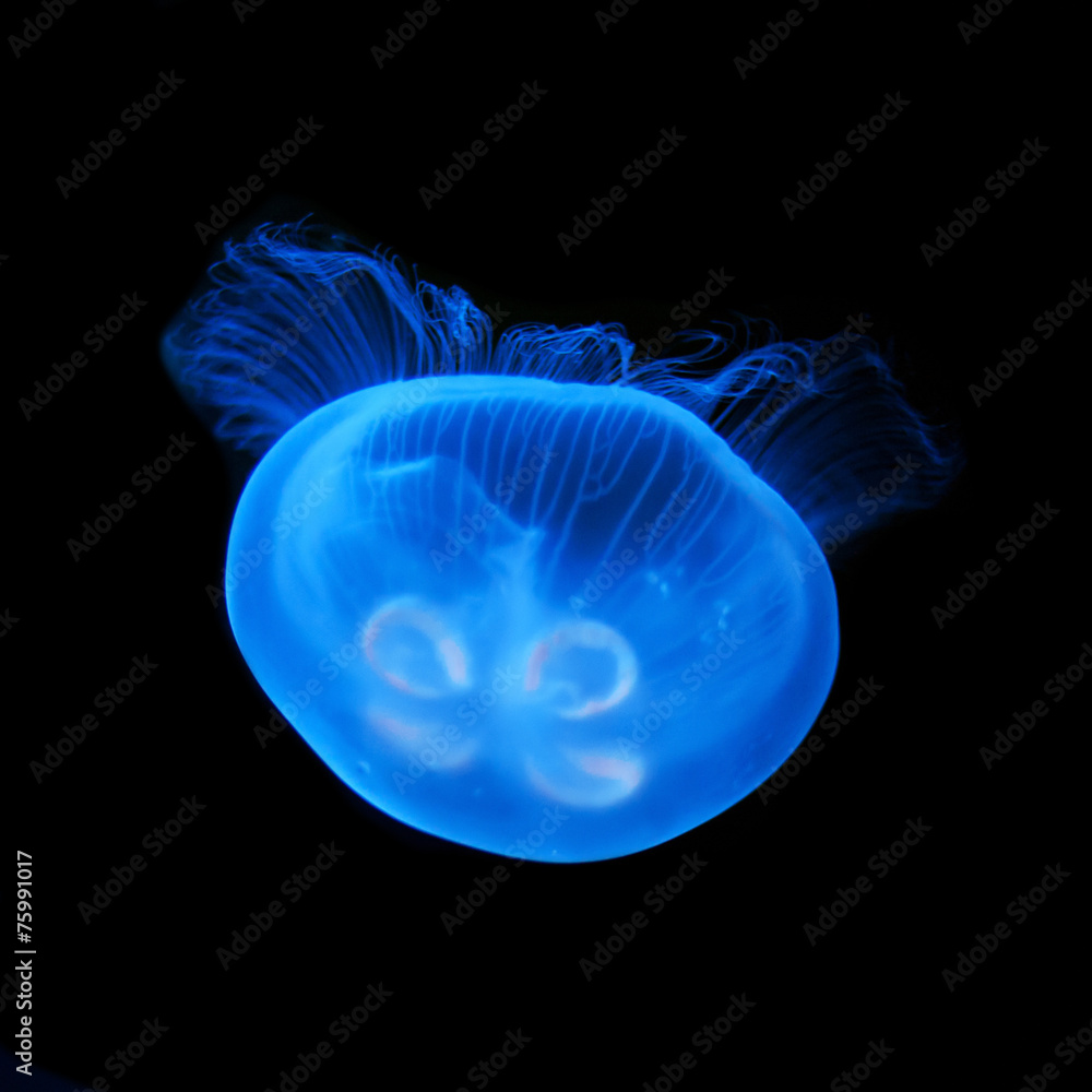 Jellyfish. Isolated on black Stock Photo | Adobe Stock