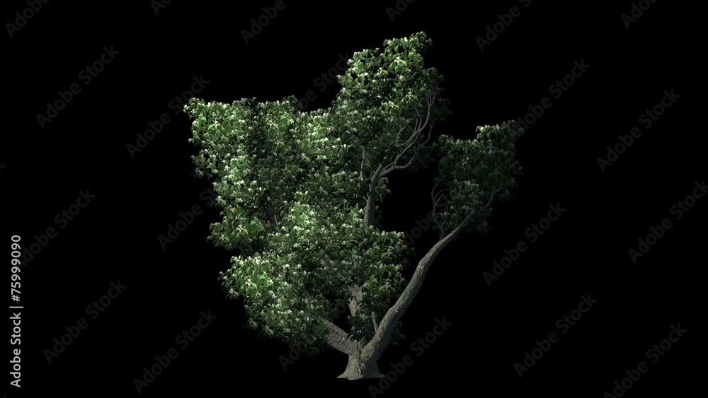 3d animation of Sogar Maple Tree On black Background made in lumion ...