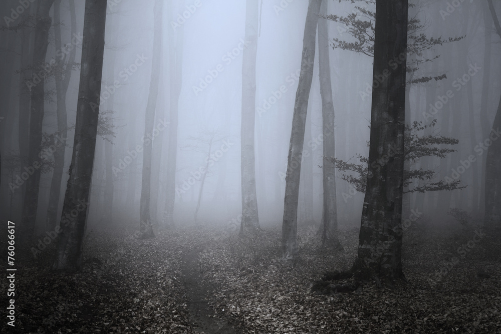 Dark trails wall mural wallpaper | Muraledesign.com