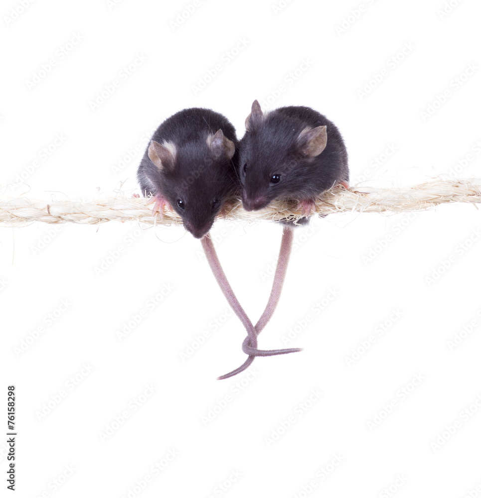 Two black little mouse sitting on a rope grappled tails. Isolate Stock ...
