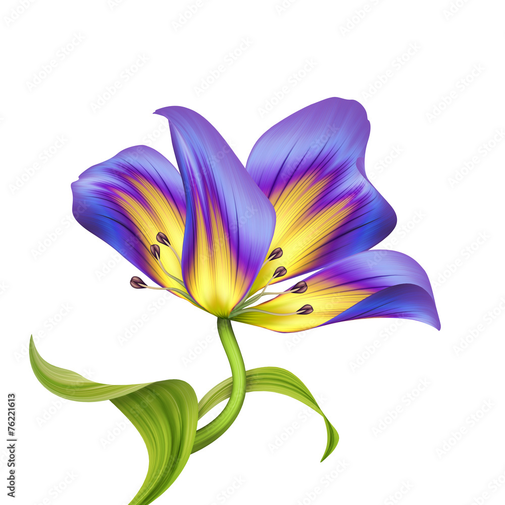 abstract beautiful flower illustration isolated on white Stock ...