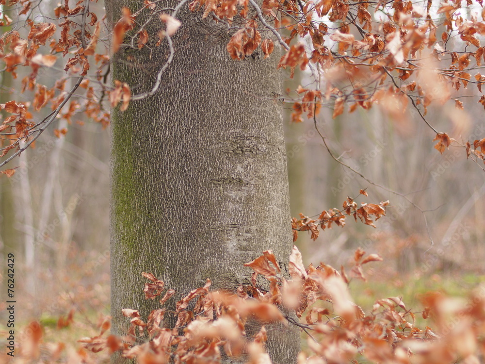 Buchenbaum im Herbstkleid Stock-Foto | Adobe Stock