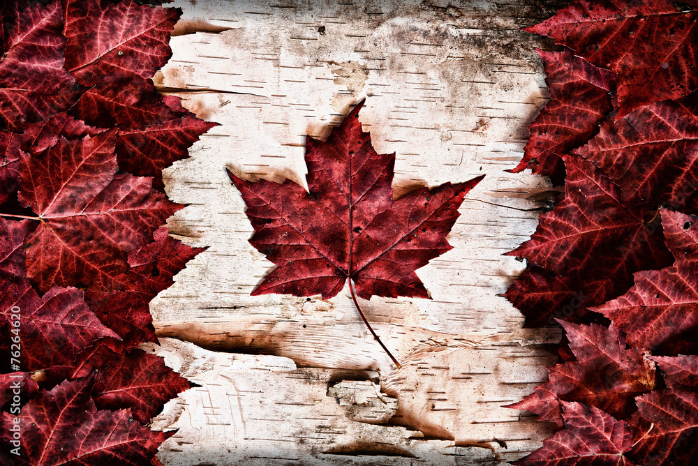 Canadian Flag made out of real Maple Leaves on a birch bark Stock Photo ...