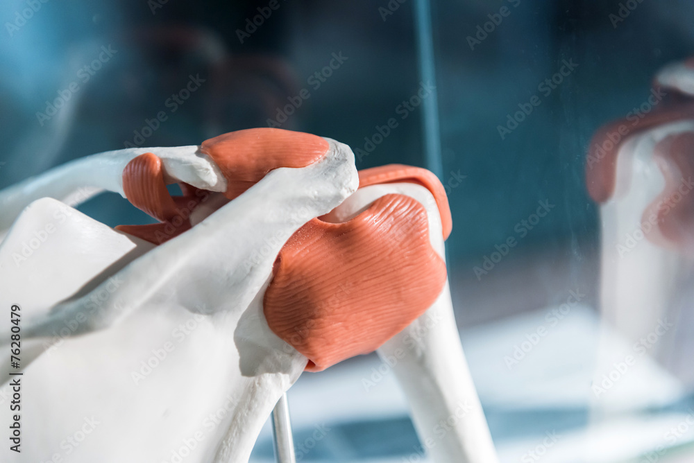 Anatomy of the shoulder Stock Photo | Adobe Stock