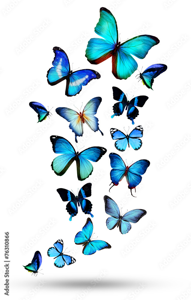 Many different butterflies, isolated on white background Stock ...