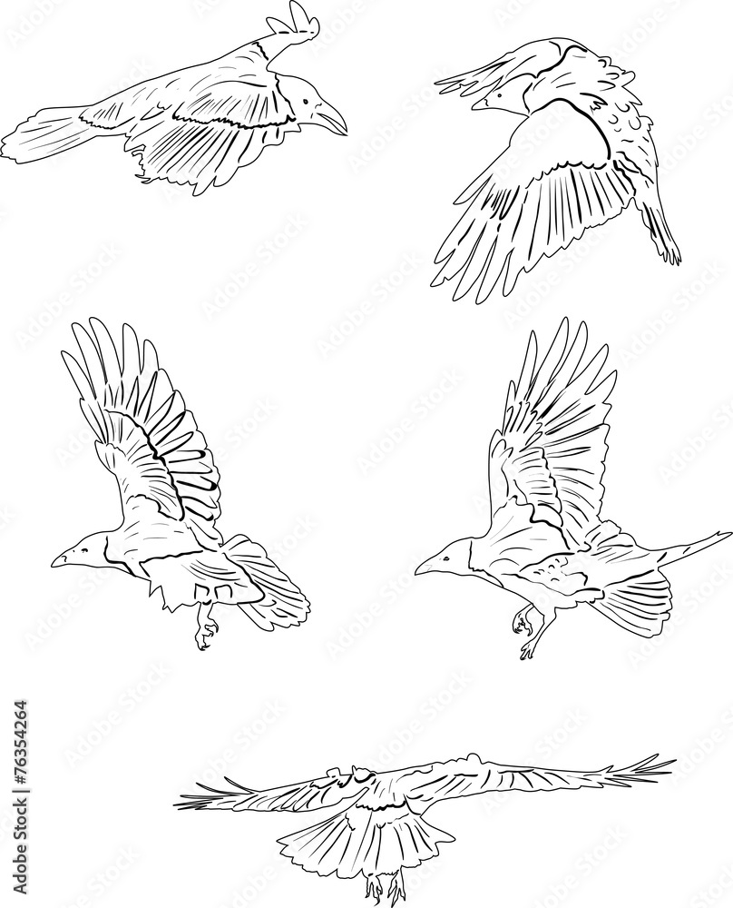 collection of five isolated crows sketches Stock Vector | Adobe Stock