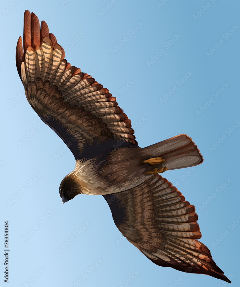 A hawk Stock Vector | Adobe Stock