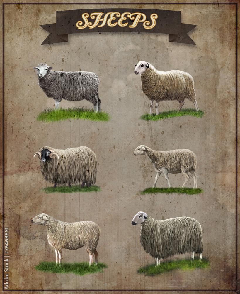 Sheep breeds poster Stock Illustration | Adobe Stock
