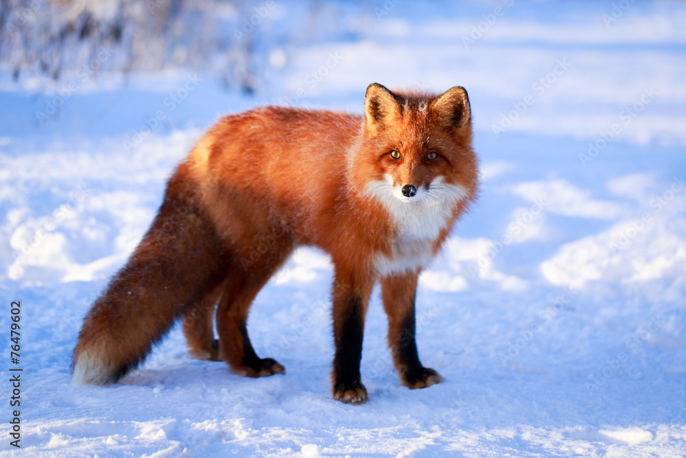 red fox Stock Photo | Adobe Stock