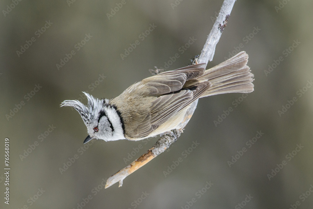 Foto Stock Cincia col ciuffo 5 | Adobe Stock