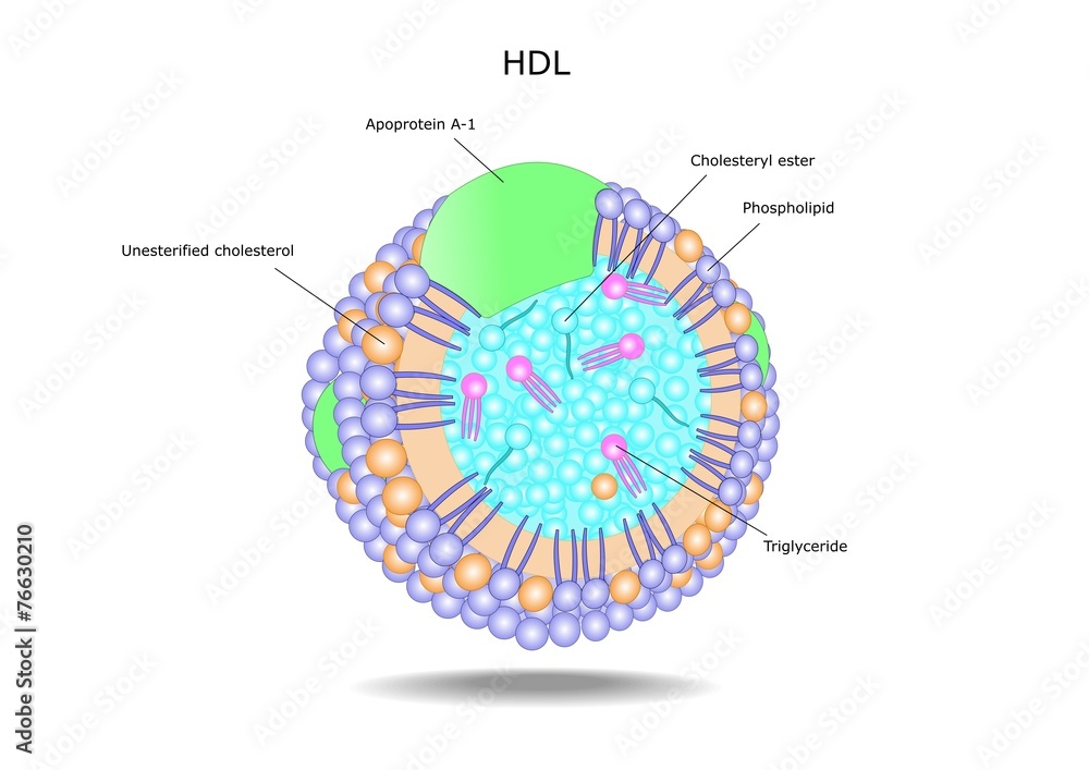 struttura di una lipoproteina, la HDL, il colesterolo buono Stock ...