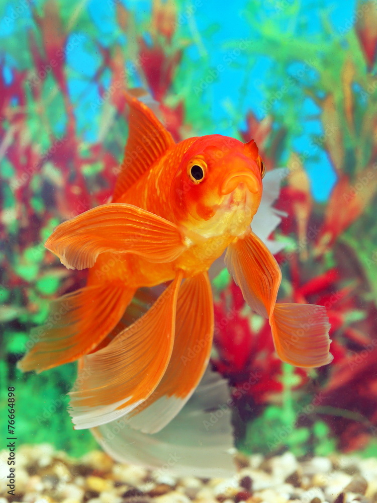 Goldfish in an aquarium Stock Photo | Adobe Stock