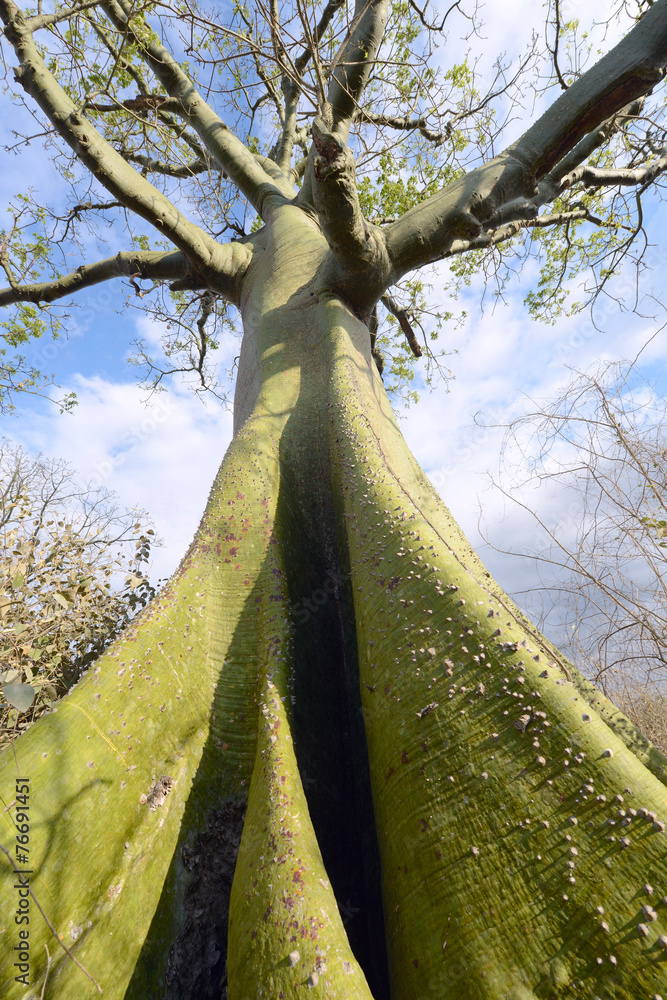 Giant ceiba tree grows up in sunny coast of Ecuador Stock Photo | Adobe ...