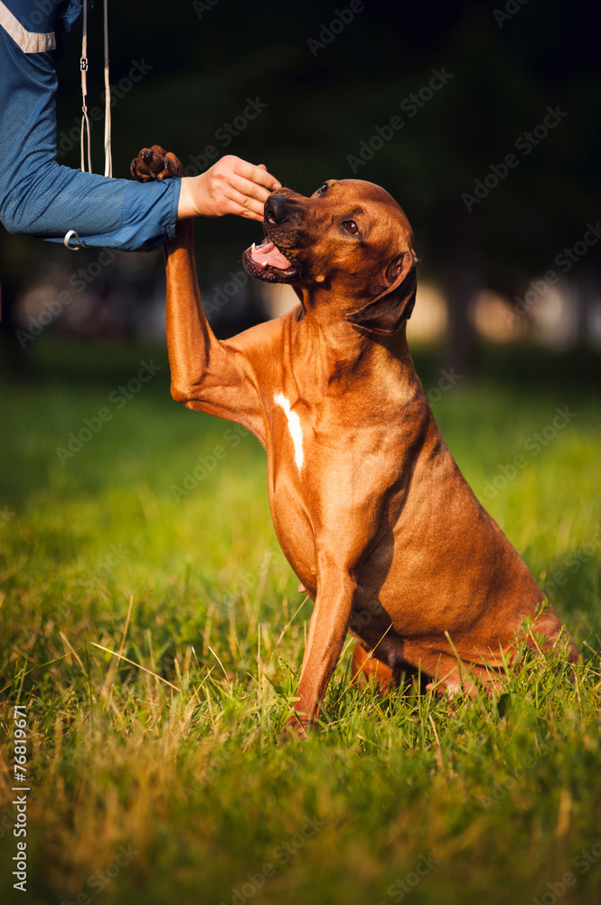 Rhodesian Ridgeback dog training Stock-Foto | Adobe Stock