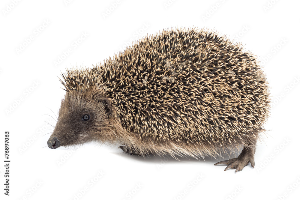 Foto Stock Istrice isolato su sfondo bianco | Adobe Stock